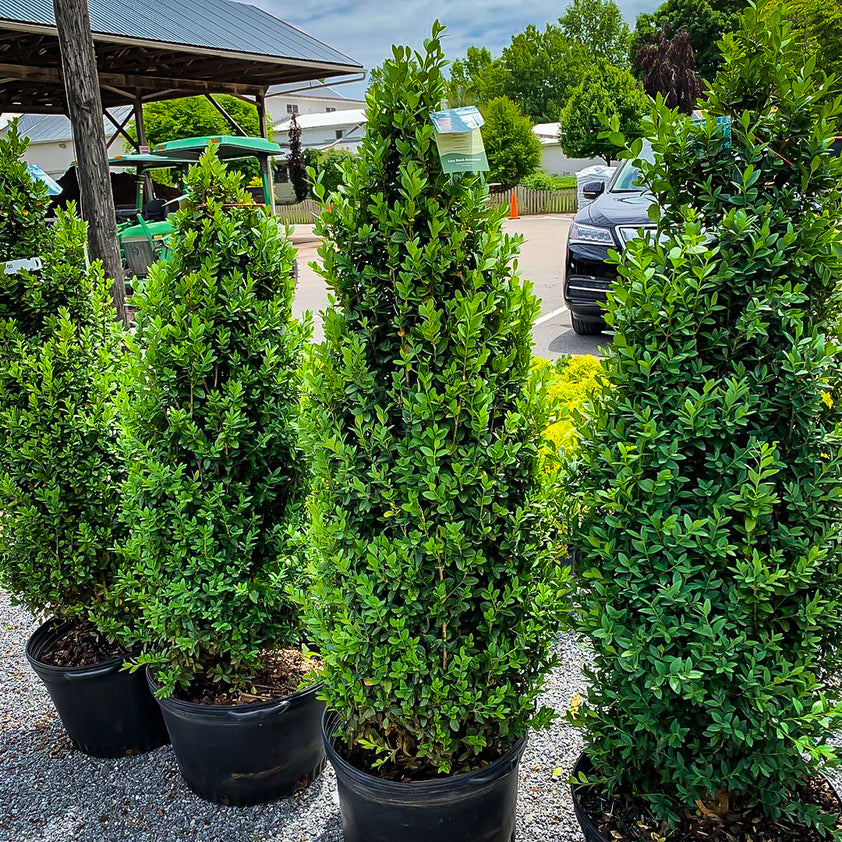 Buy Dee Runk Boxwood Plants & Trees Online | Pixies Gardens