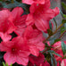 Azalea Fuchsia Parasol Deja Bloom buy online plants and trees at pixies ...
