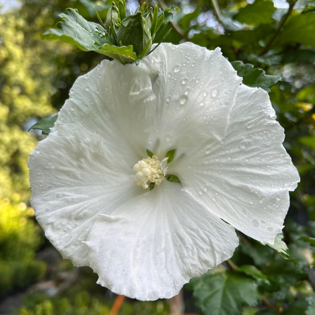 White Althea Single Blooms (Rose of Sharon)