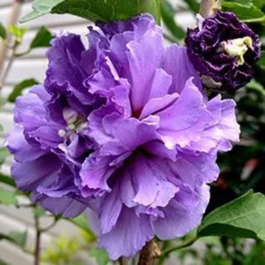 Buy Purple Althea (Tree Form) Plants & Trees Online | Pixies Gardens
