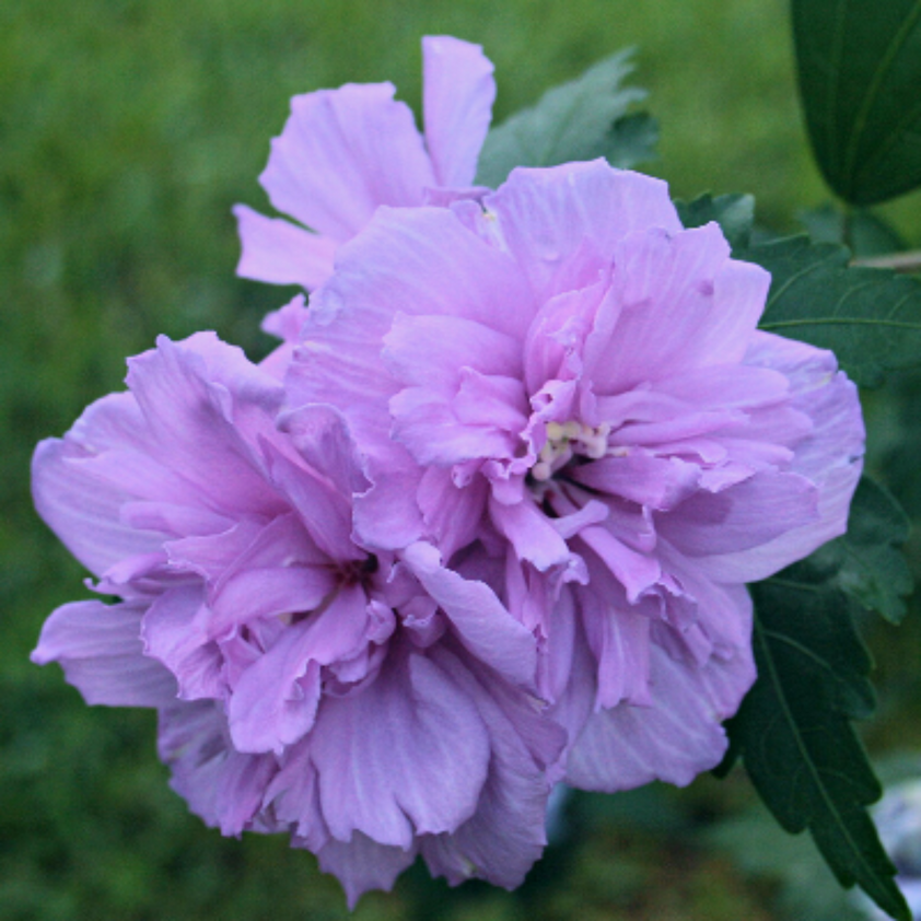 Buy Purple Althea (Tree Form) Plants & Trees Online | Pixies Gardens