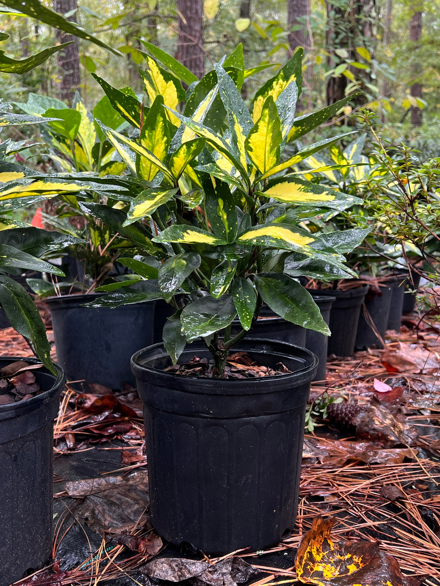 Buy Acuba Picturata Plants & Trees Online | Pixies Gardens