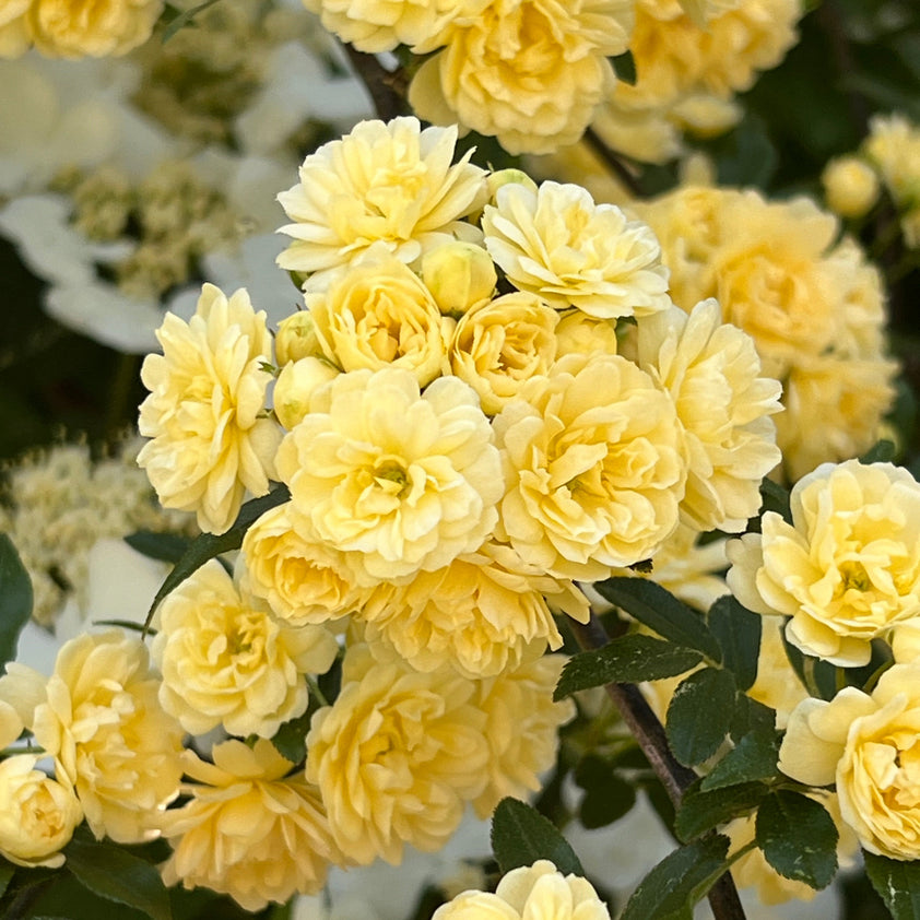 Buy Yellow Lady Banks Rose Plants & Trees Online | Pixies Gardens
