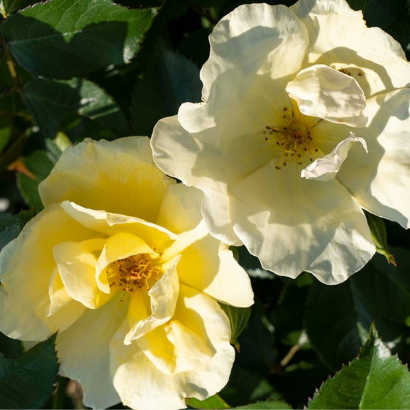 Buy Sunny Knockout Rose Plants & Trees Online | Pixies Gardens