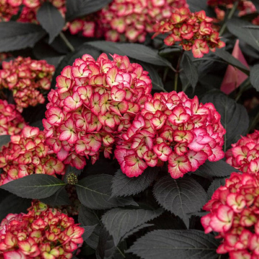 Buy Eclipse Hydrangea – The Bold, Beautiful Flowering Shrub