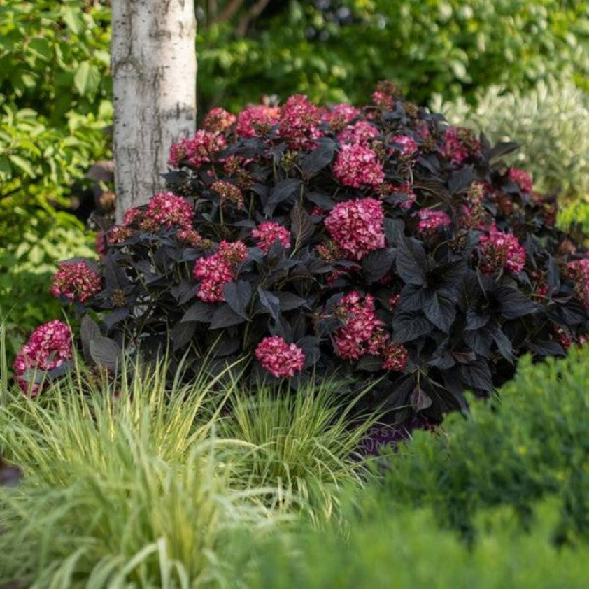 Buy Eclipse Hydrangea – The Bold, Beautiful Flowering Shrub