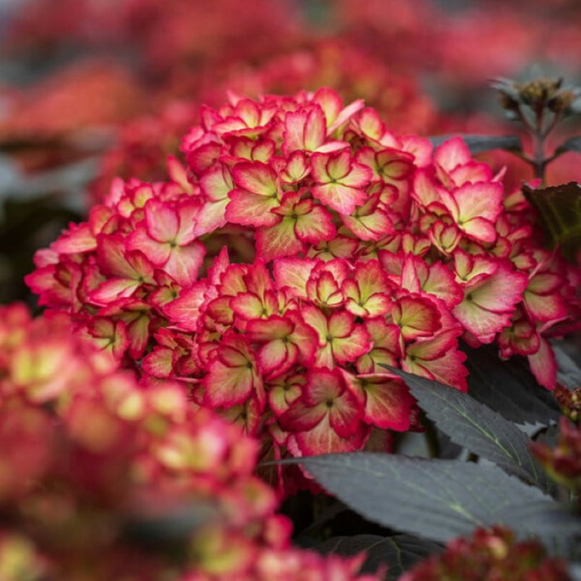 Buy Eclipse Hydrangea – The Bold, Beautiful Flowering Shrub