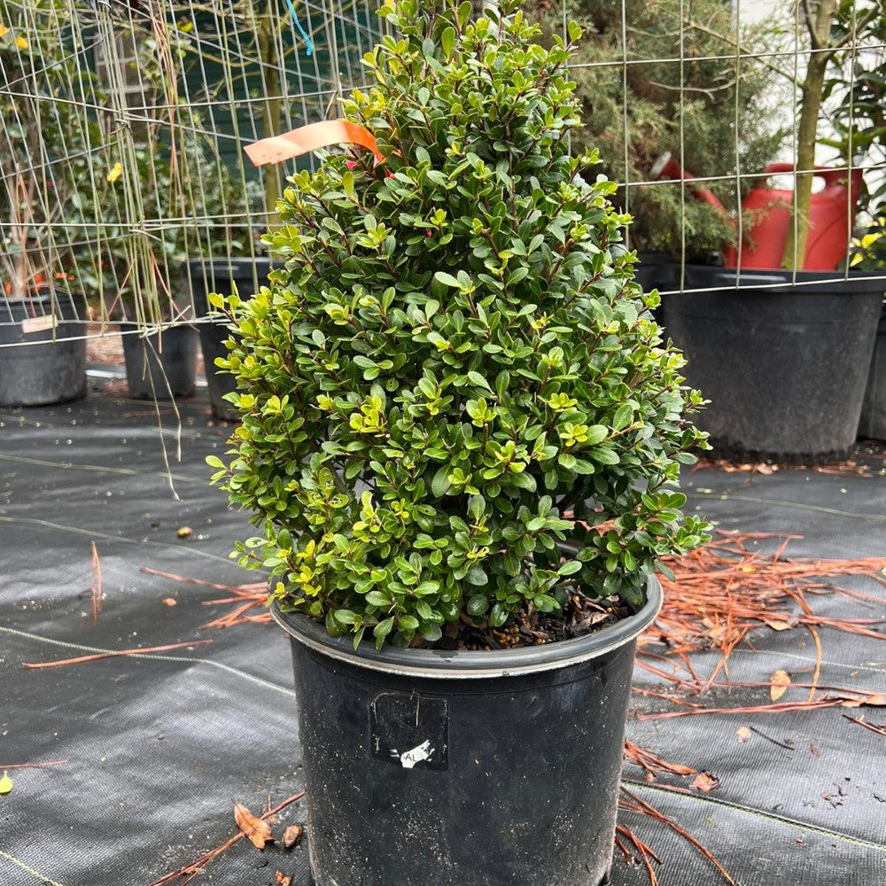 Buy Emerald Spades Cone Holly Plants & Trees Online | Pixies Gardens