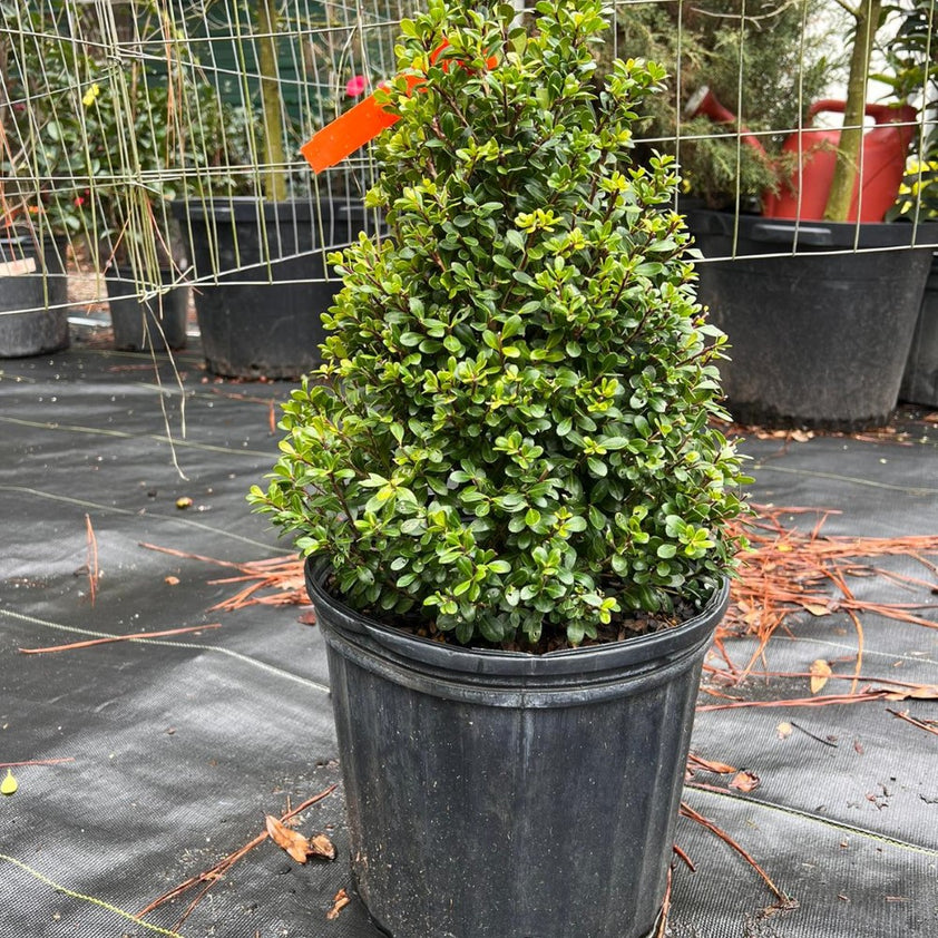 Buy Emerald Spades Cone Holly Plants & Trees Online | Pixies Gardens