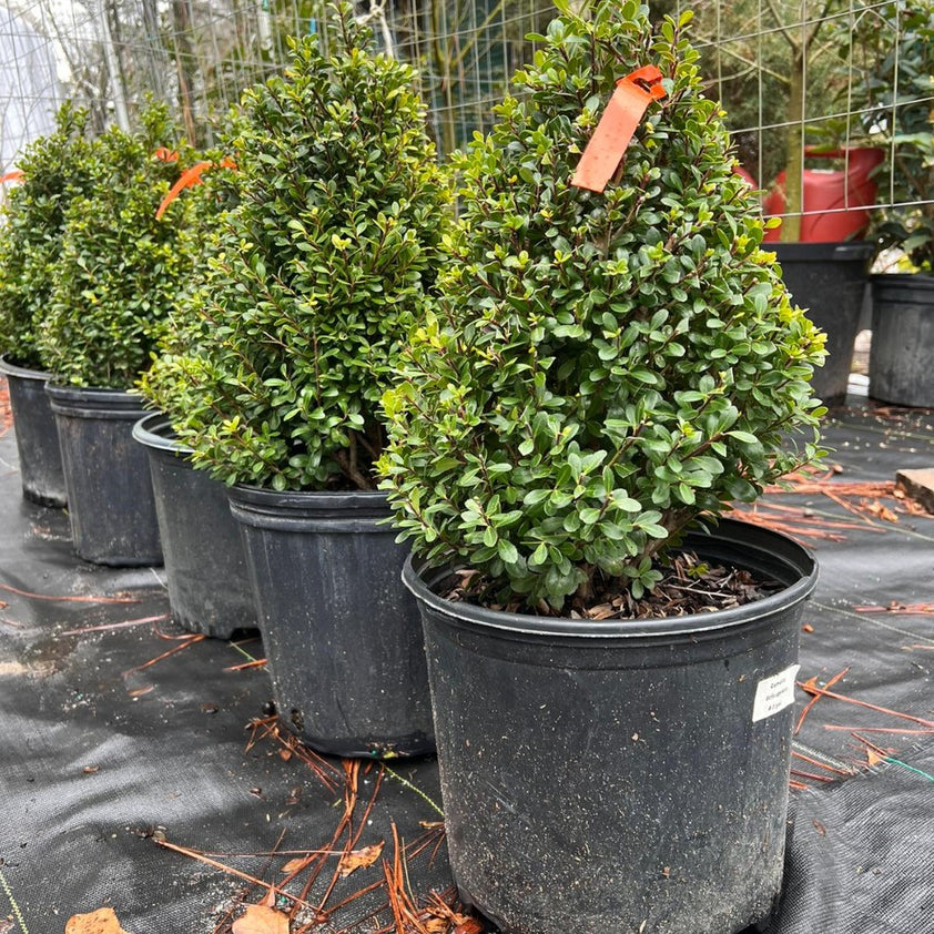 Buy Emerald Spades Cone Holly Plants & Trees Online | Pixies Gardens