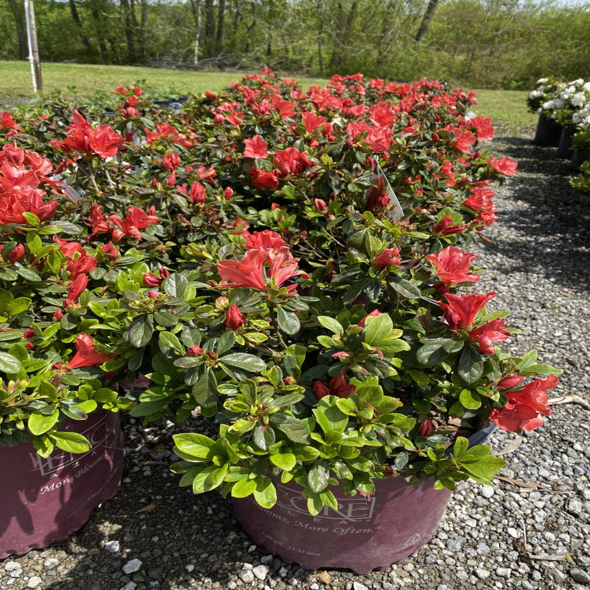 Buy Autumn Sunset Encore Azalea Plants & Trees Online | Pixies Gardens