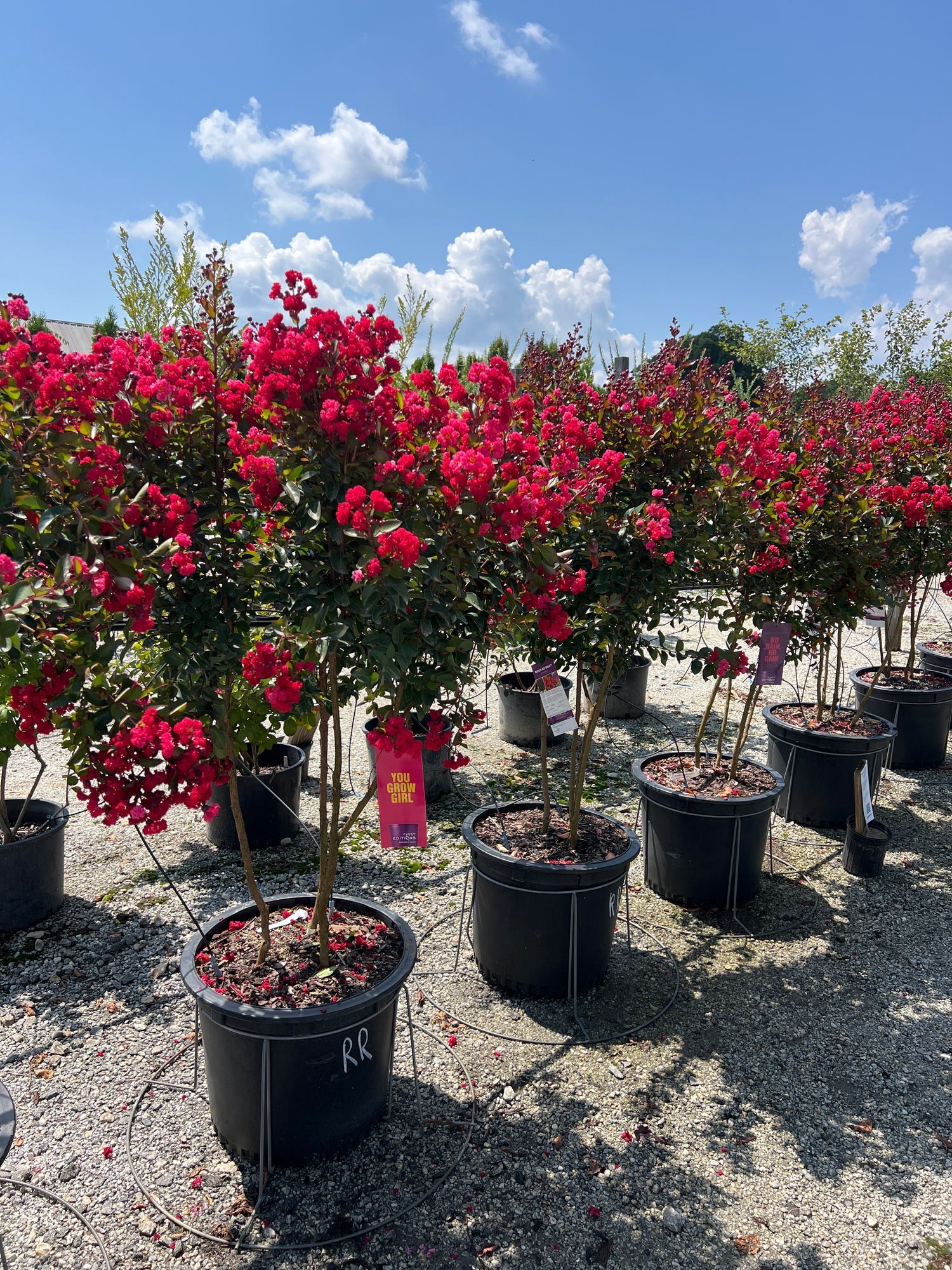 Ruffled Red Magic Crape Myrtle