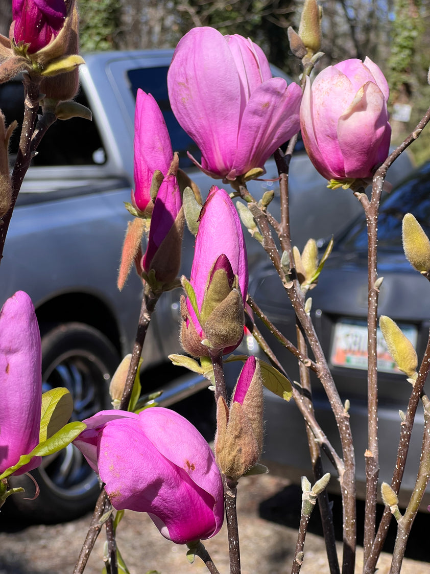 Buy Jane Magnolia Tree Plants & Trees Online | Pixies Gardens