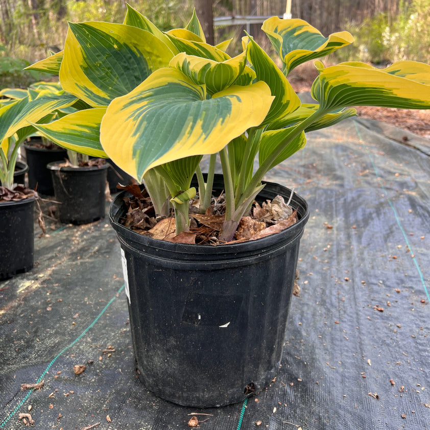Buy Hosta 'First Frost'. Plantain Plants & Trees Online | Pixies Gardens