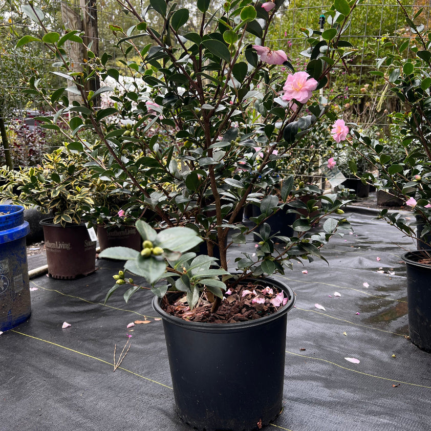 Buy Camellia Pink Snow Plants & Trees Online | Pixies Gardens