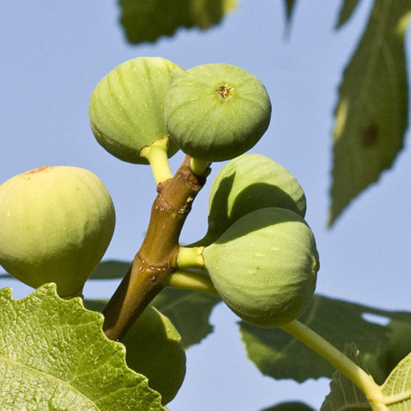 Buy Ischia Fig Tree Plants & Trees Online | Pixies Gardens