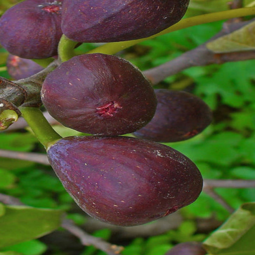 Texas Everbearing Fig Tree - buy online plants and trees at pixies Gardens.
