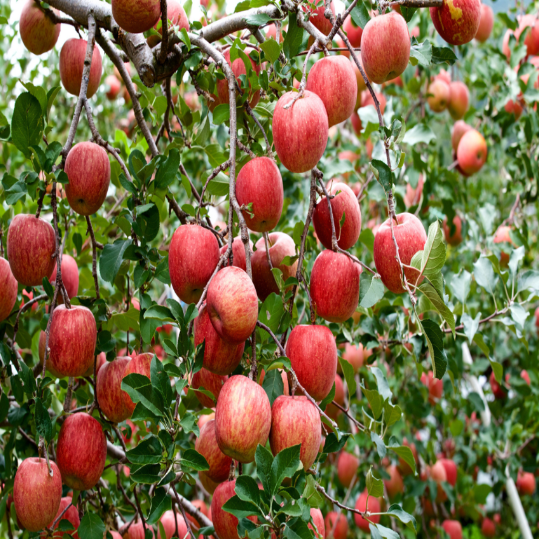 shop Fuji Apple Tree produces Crisp at pixies gardens
