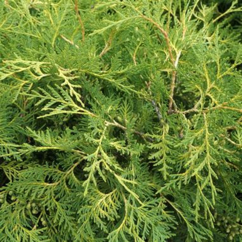 Buy George Peabody Arborvitae Plants & Trees Online | Pixies Gardens