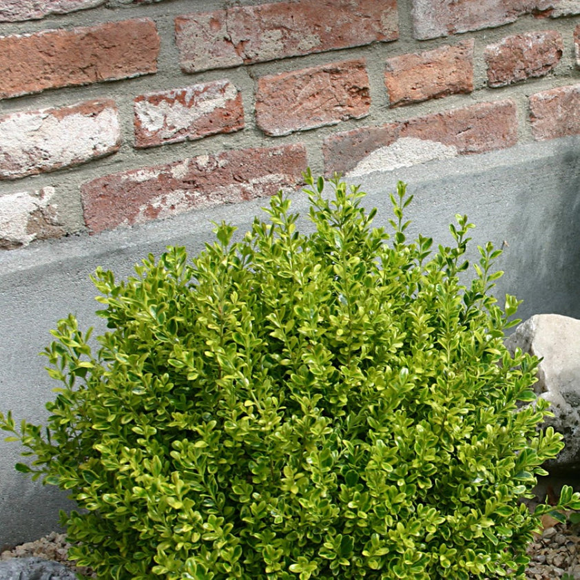 Buy Golden Dream Buxus Plants & Trees Online | Pixies Gardens