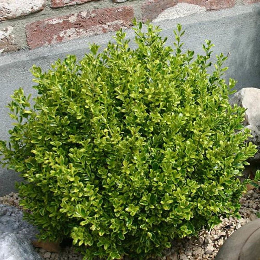 Buy Golden Dream Buxus Plants & Trees Online | Pixies Gardens