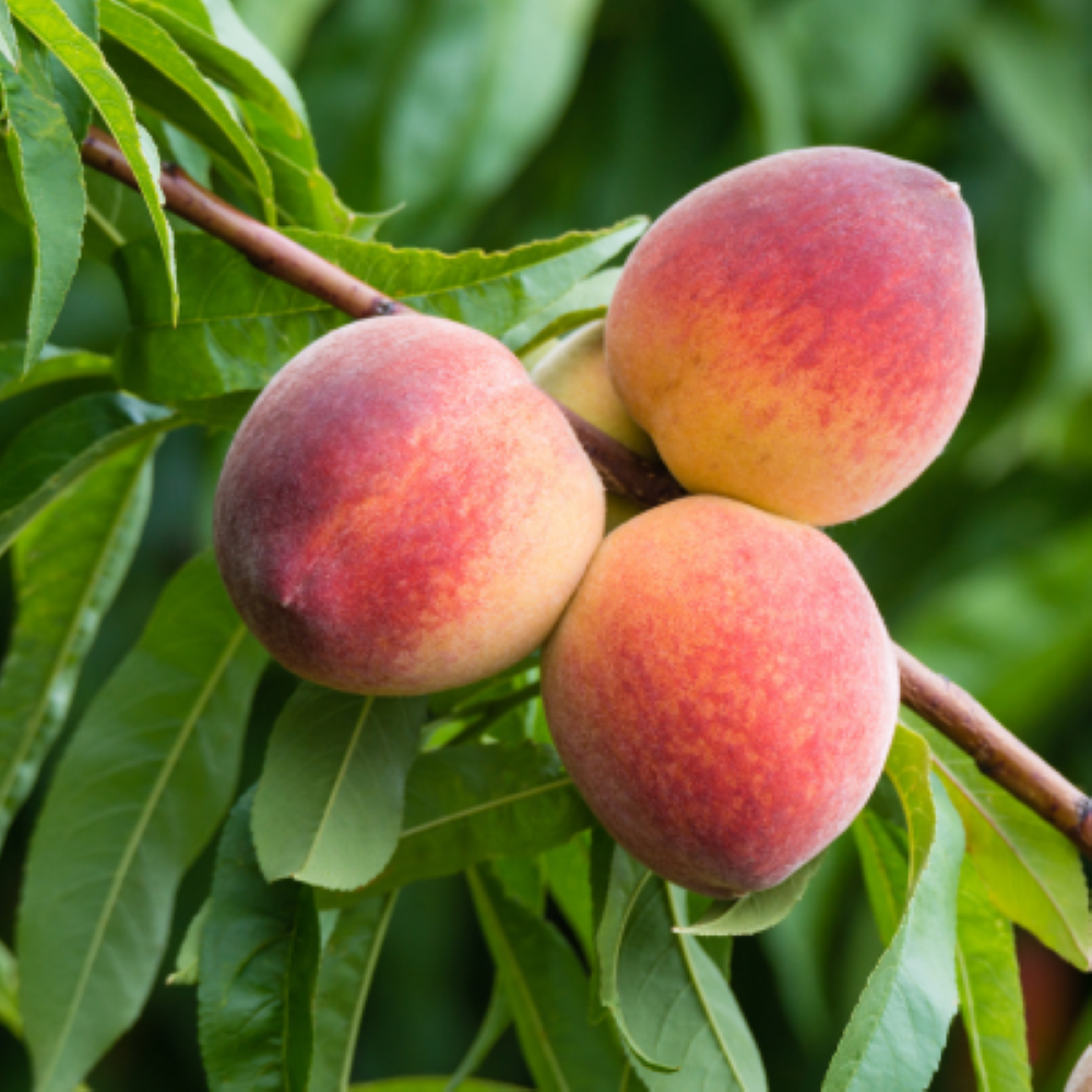 Buy Gulf King Peach Tree Plants & Trees Online | Pixies Gardens