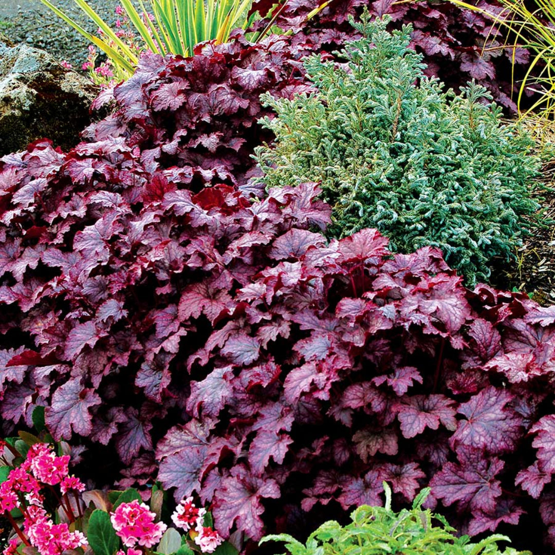 Buy Heuchera 'Amethyst Myst' Coral Bells Plants & Trees Online | Pixies ...