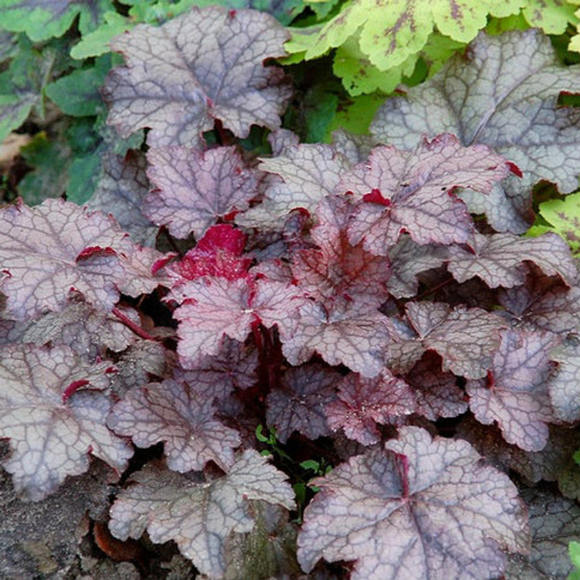 Buy Heuchera 'Amethyst Myst' Coral Bells Plants & Trees Online | Pixies ...
