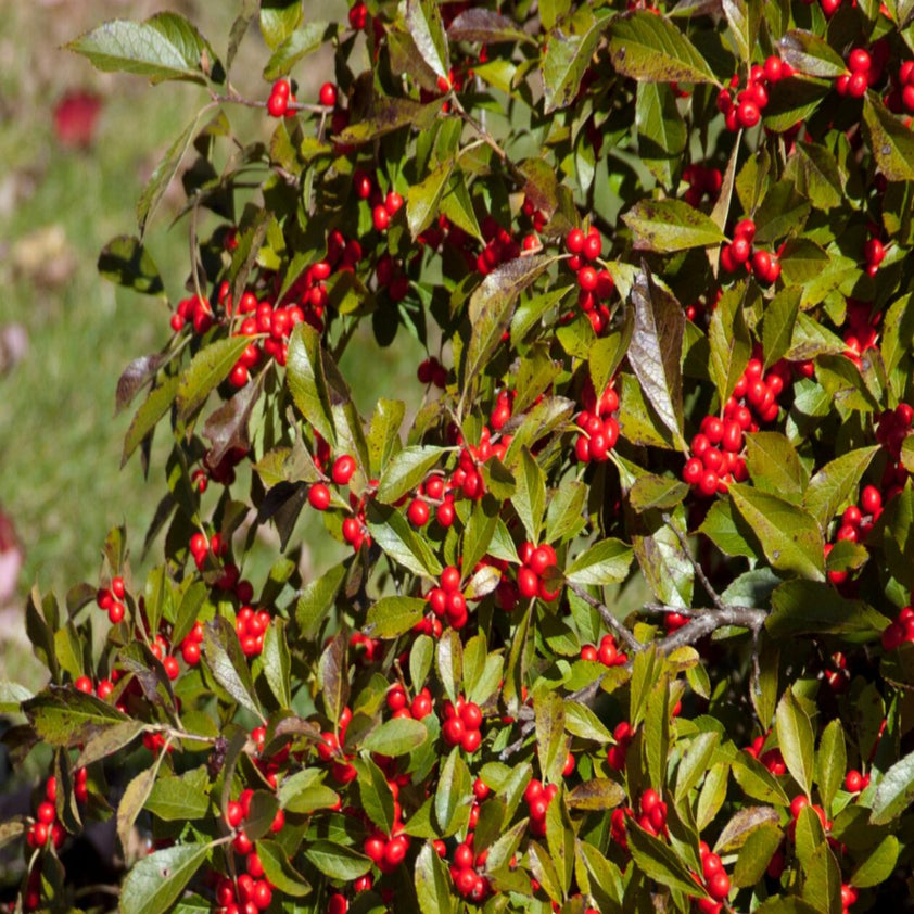 Buy Red Sprite Winterberry Plants & Trees Online | Pixies Gardens