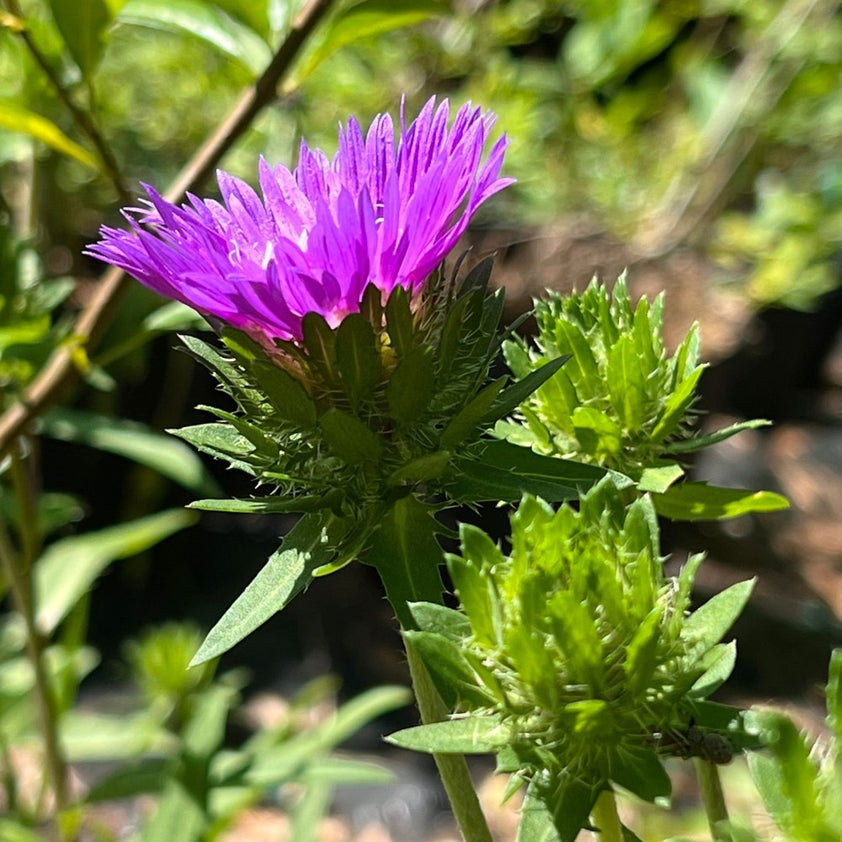 Buy Honeysong Purple Stokes Aster Plants & Trees Online | Pixies Gardens