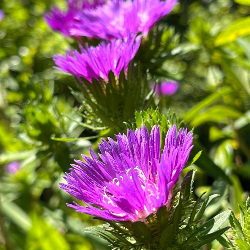 Buy Honeysong Purple Stokes Aster Plants & Trees Online | Pixies Gardens