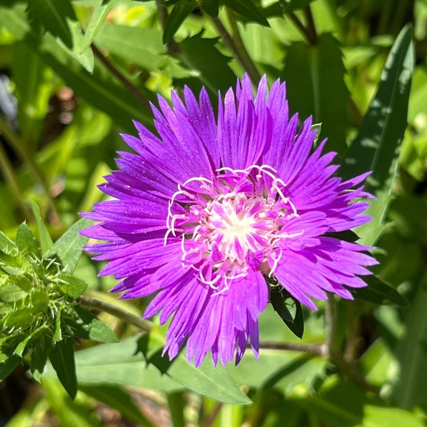 Buy Honeysong Purple Stokes Aster Plants & Trees Online | Pixies Gardens