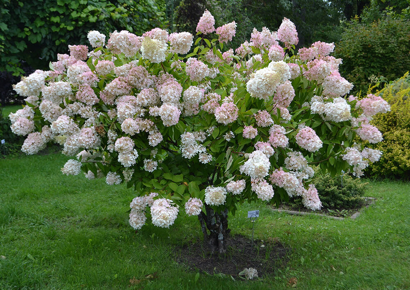Buy Pee Gee Hydrangea, Plants & Trees Online | Pixies Gardens