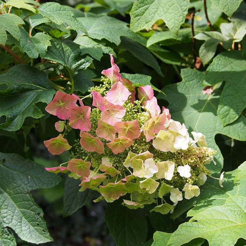 Sikes Dwarf Oakleaf Hydrangea buy online plants and trees at pixies ...