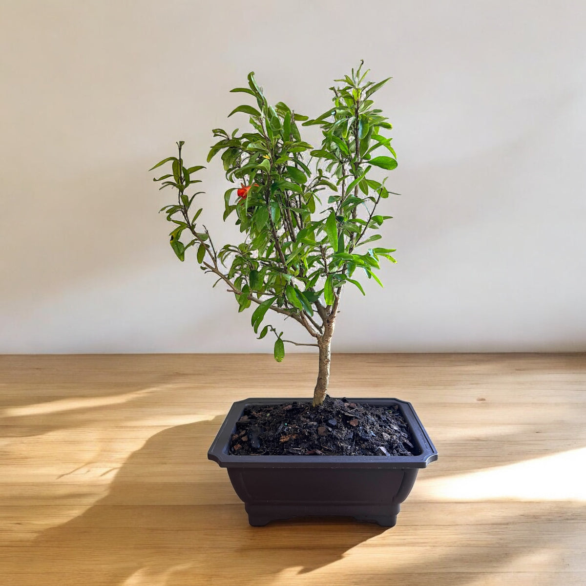Shop Pomegranate Bonsai Tree - Pixies Gardens