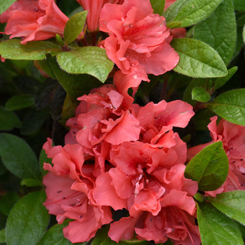 Autumn Monarch Encore Azalea buy online plants and trees at pixies Gardens.