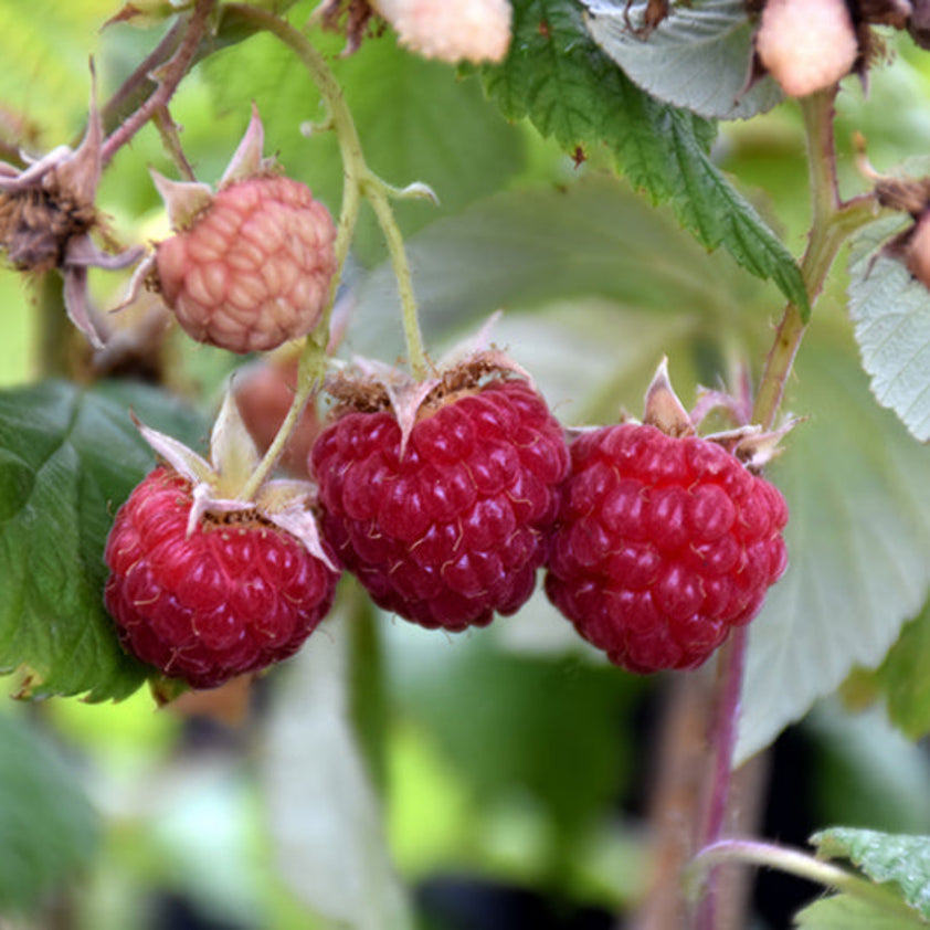 Buy Heritage Raspberry Plants & Trees Online | Pixies Gardens