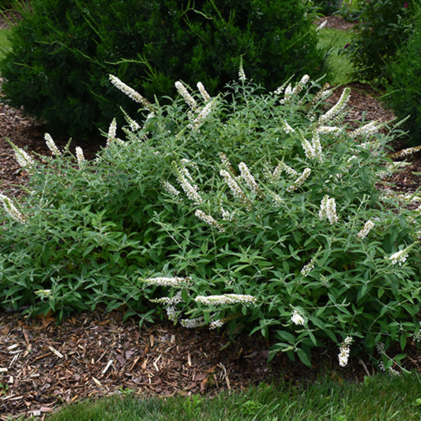 Buddleia Lo & Behold 'Ice Chip' Butterfly Bush buy online plants and ...