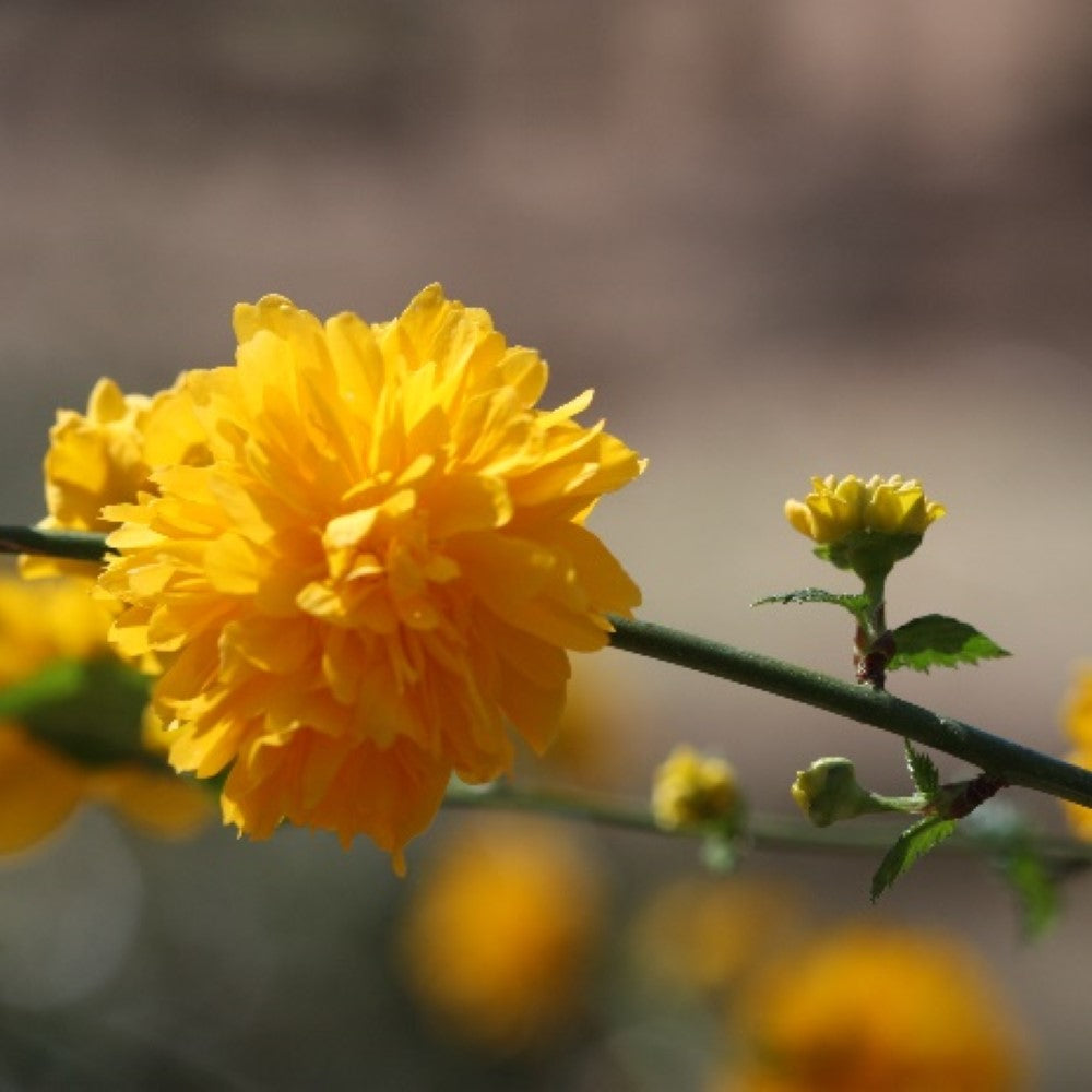 Japanese Kerria Plants & Trees Online | Pixies Gardens