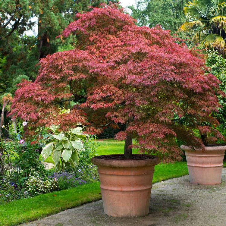 Buy Dragon Tears Japanese Maple Plants & Trees Online | Pixies Gardens