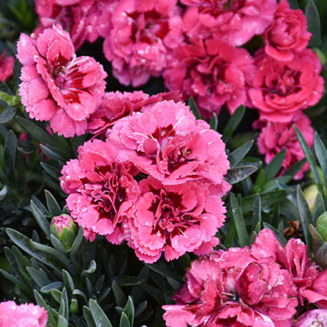 Dianthus Oscar® 'Cherry Velvet'