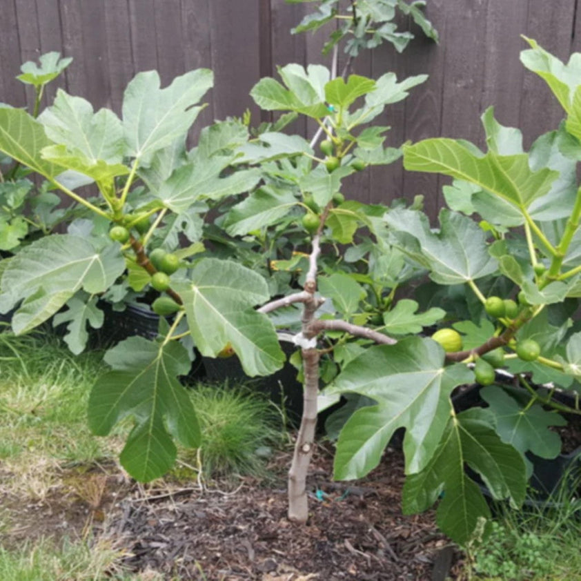 Buy Little Miss Figgy' Dwarf Fig Plants & Trees Online | Pixies Gardens