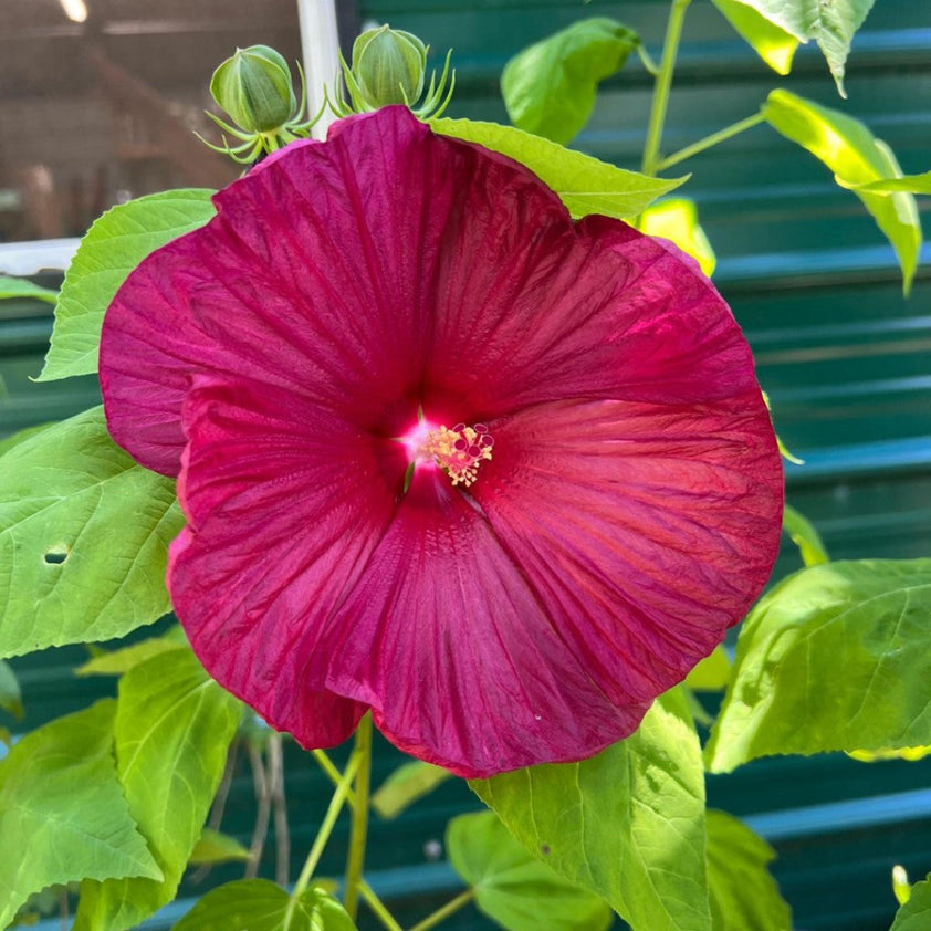 Hibiscus 'Luna Red' buy online plants and trees at pixies Gardens.