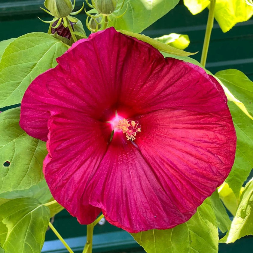 Hibiscus 'Luna Red' buy online plants and trees at pixies Gardens.