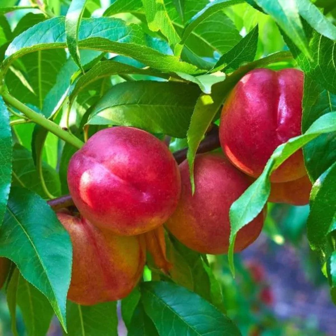 Mayfire Nectarine Tree for Sale | Pixies Gardens