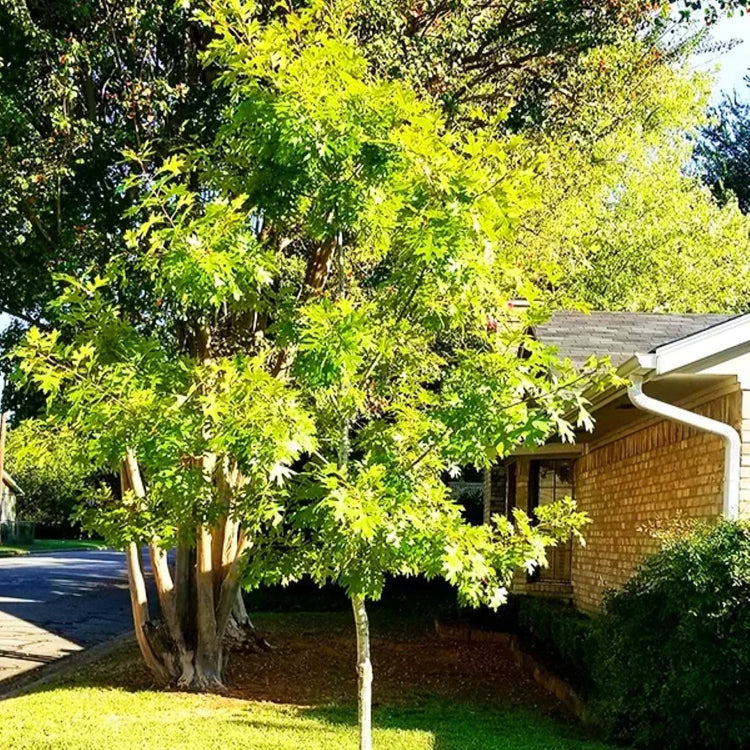 Buy Nuttall Oak Tree Plants & Trees Online | Pixies Gardens