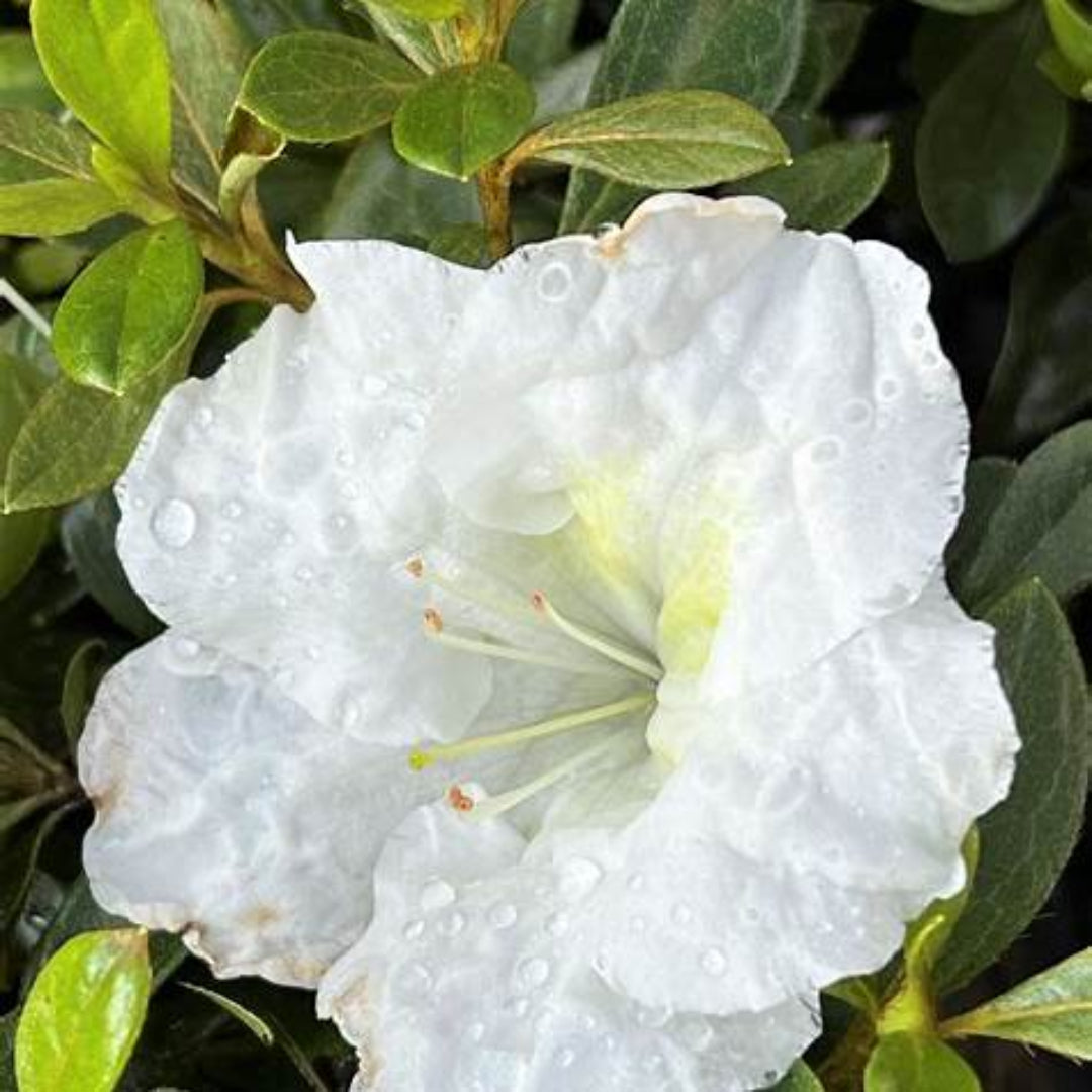 White Reblooming Azalea (Single)