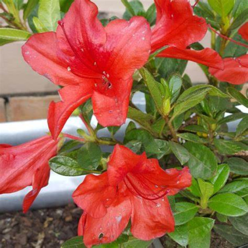 Buy Encore Azalea Autumn Bravo Plants & Trees Online | Pixies Gardens