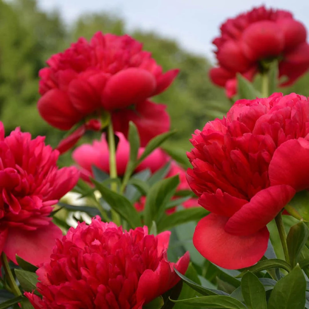 Peony Red Magic for Sale | Pixies Gardens