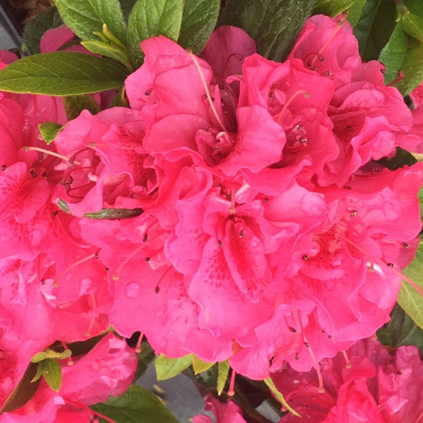 Buy Bloom N Again Azaleas Pink Explosion Plants & Trees Online | Pixies ...